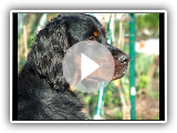 Gordon Setter - Características y carácter - Razas de perros