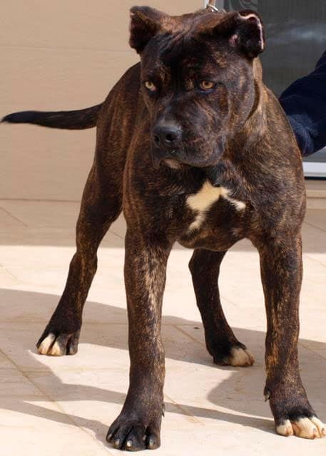 The Spanish Mastiff - Dogs breeds (Molossoid)