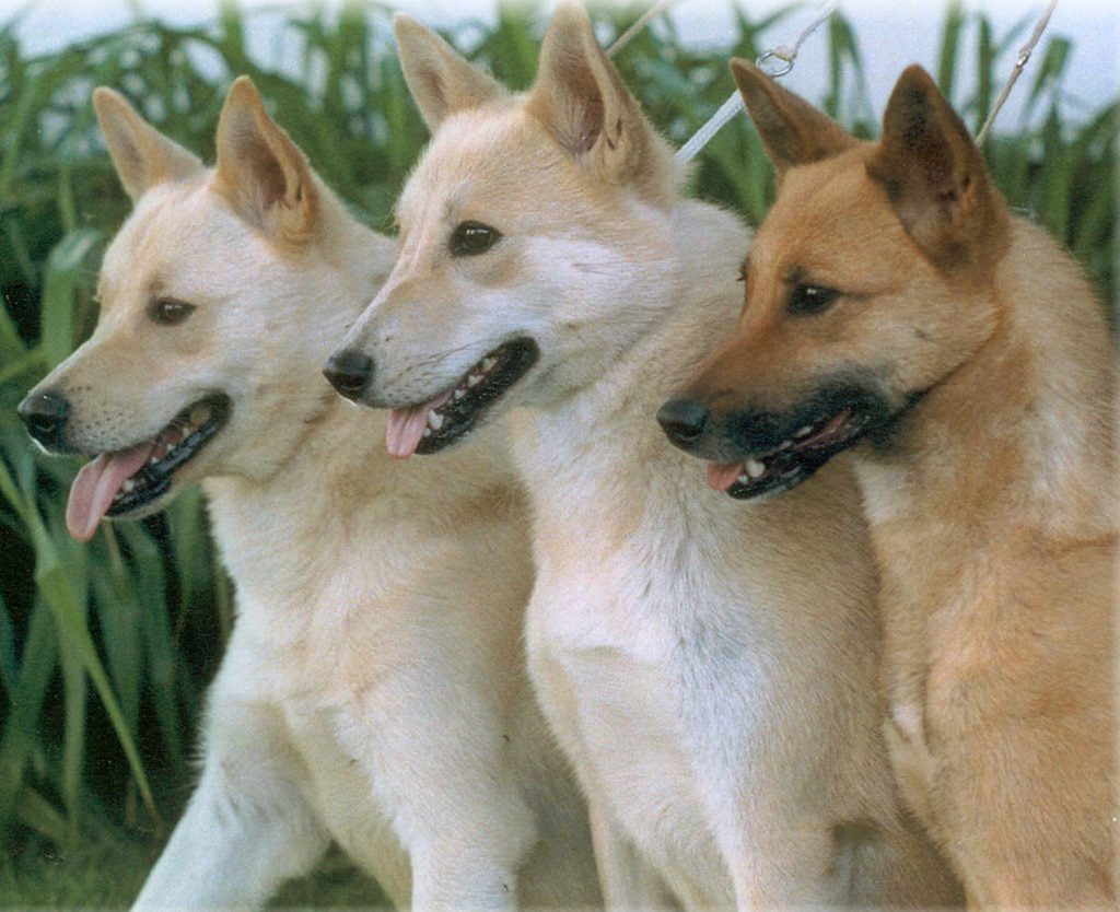 Canaan dog - Hunderassen | Haustiere