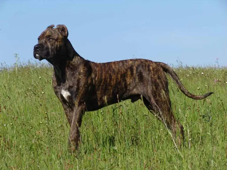 Alano espagnol - Races de chiens (molosoides)