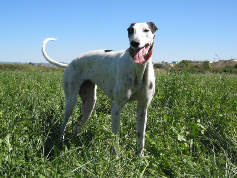 Galgo Español - Razas perros