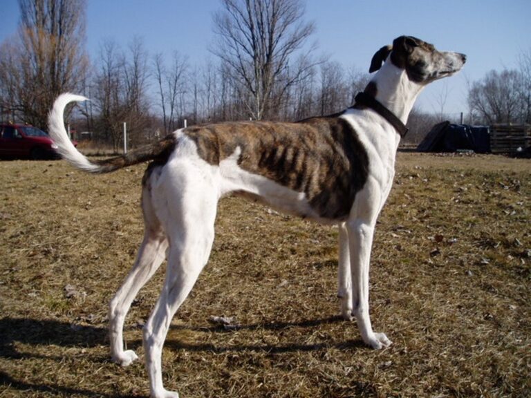 Lebrel húngaro - Características y carácter - Razas de perros