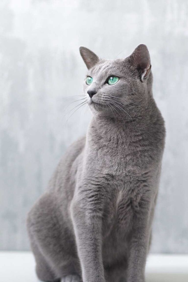 Gato Azul ruso - Características y carácter - Razas de gatos