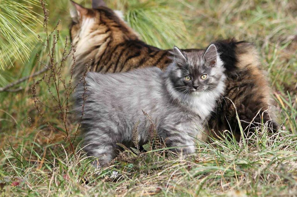 Kurilian Bobtail - Cats breeds