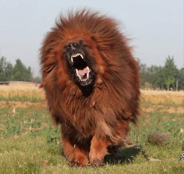 Mastín Tibetano (Dogo del Tibet) - Razas perros (Molosoides) | Mascotas