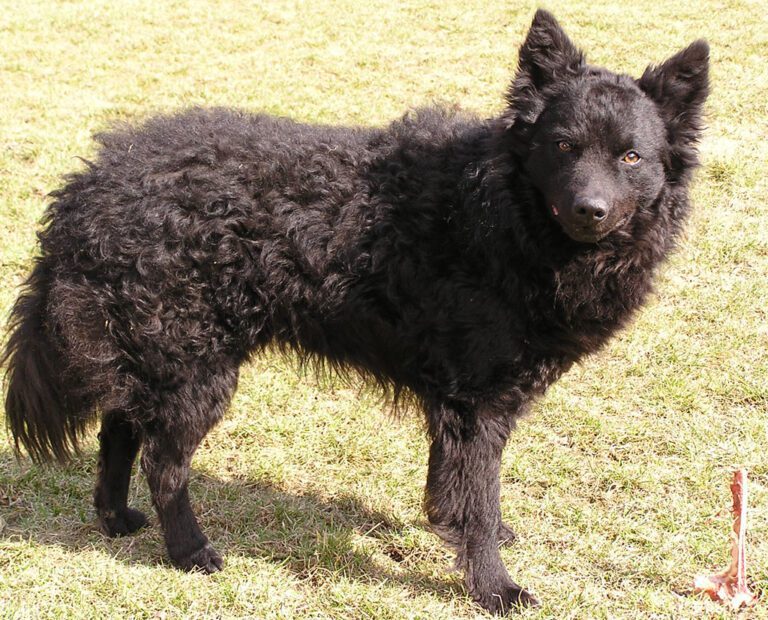 Mudi - Sheepdogs - Origin of the breed: Hungary