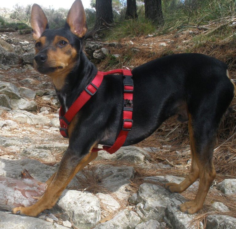 Ratonero Mallorquín - Características y carácter - Razas de perros