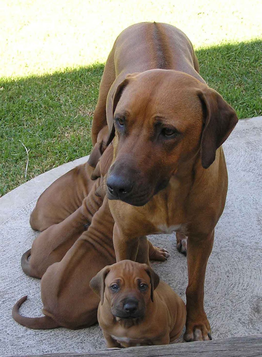 Rhodesian Ridgeback Dogs Breeds Pets Rhodesian Ridgeback Dogs Breeds Pets