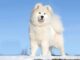Samoyed - Nordic Sledge Dogs - Dogs of Russia