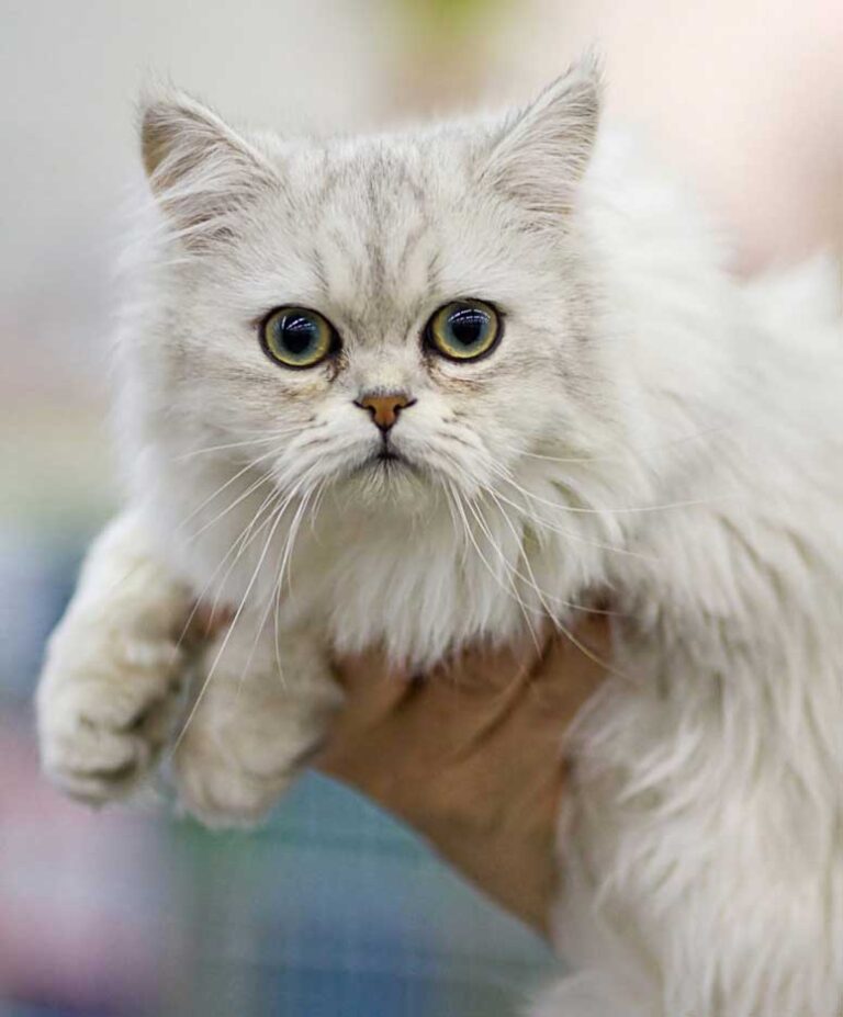Gato asiático de pêlo semi-longo - Características e caráter