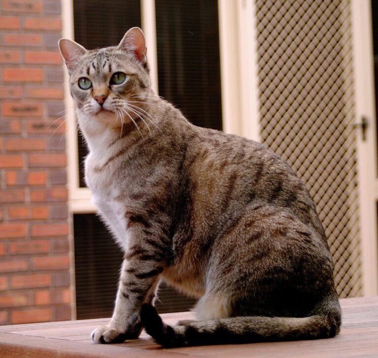 Australian mist cat - Characteristics and character - Cat breeds