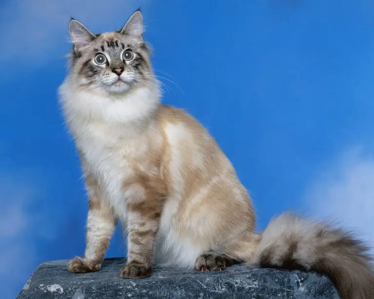 Cat breeds starting with A. History and characteristics.