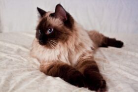 Cherubim cat - the current RagaMuffin Cat