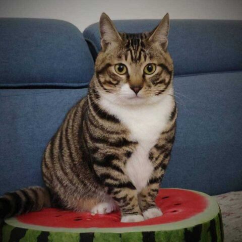 Dragon Li cat - Characteristics and character - Cat breeds