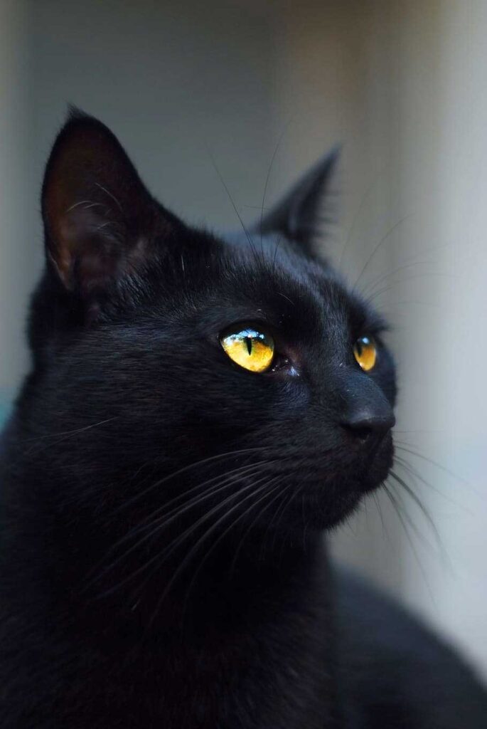 Gato Bombay - Características y carácter - Razas de gatos
