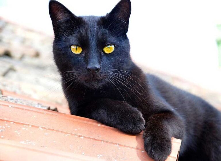Gato Bombay - Características y carácter - Razas de gatos