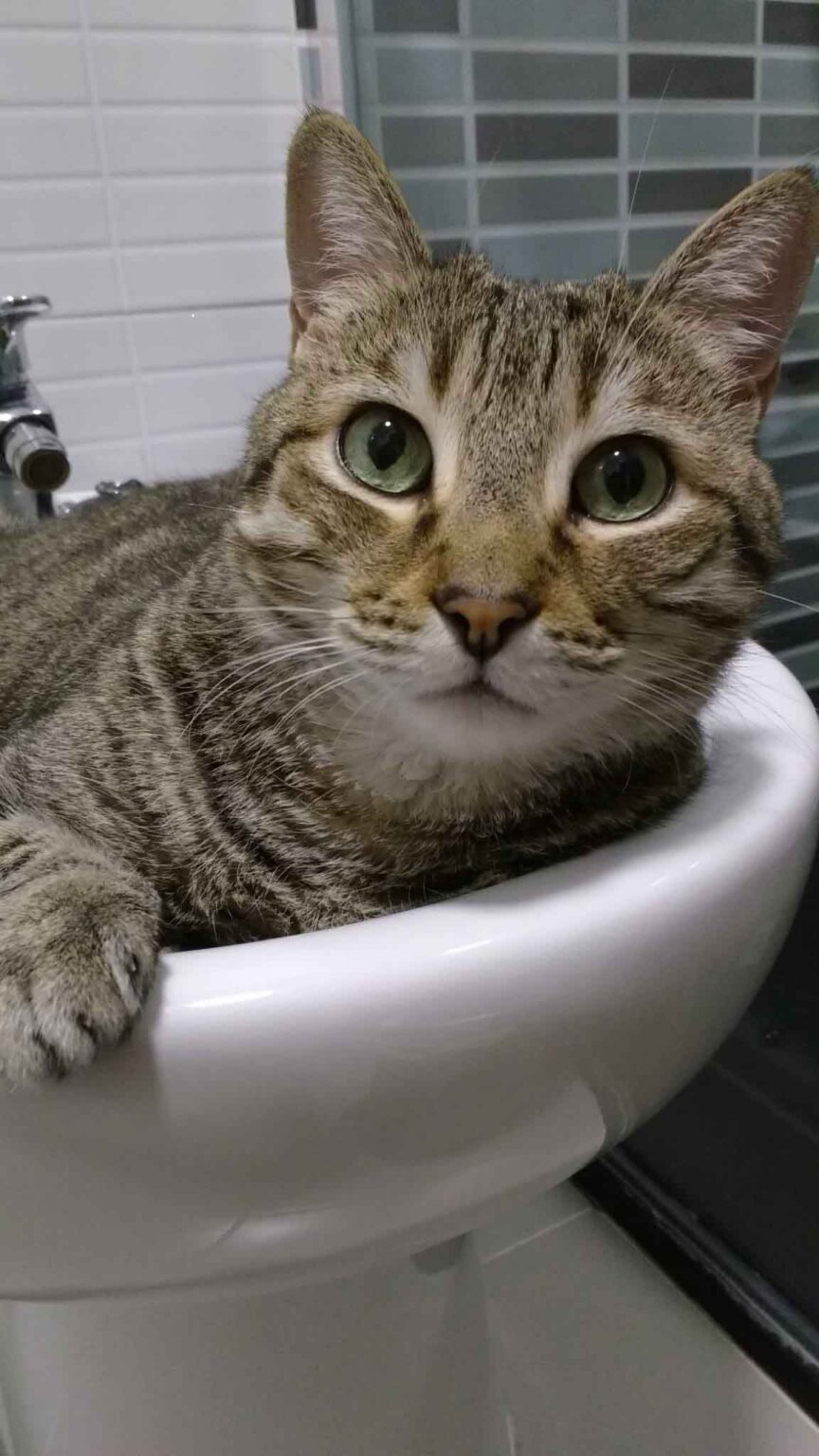 Gato doméstico - Origem, biologia e características.