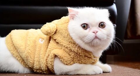 Gato Exótico - Características y carácter - Razas de gatos