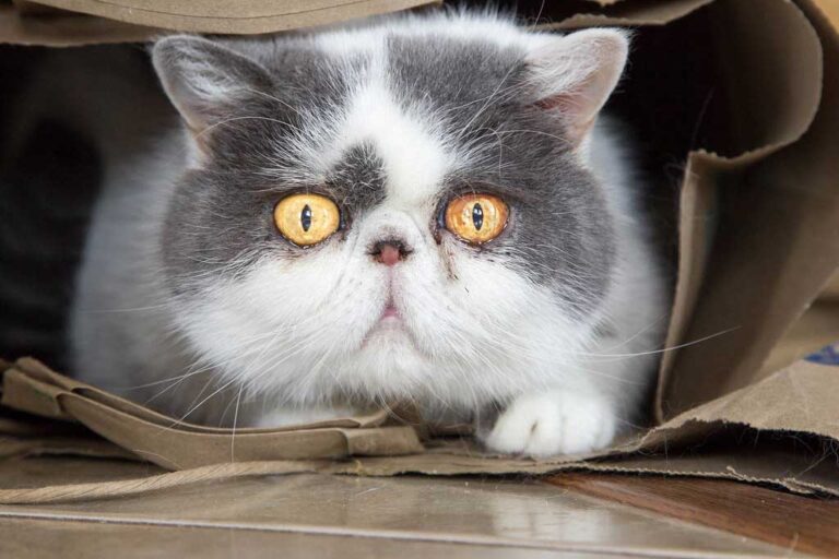 Gato Exótico - Características y carácter - Razas de gatos
