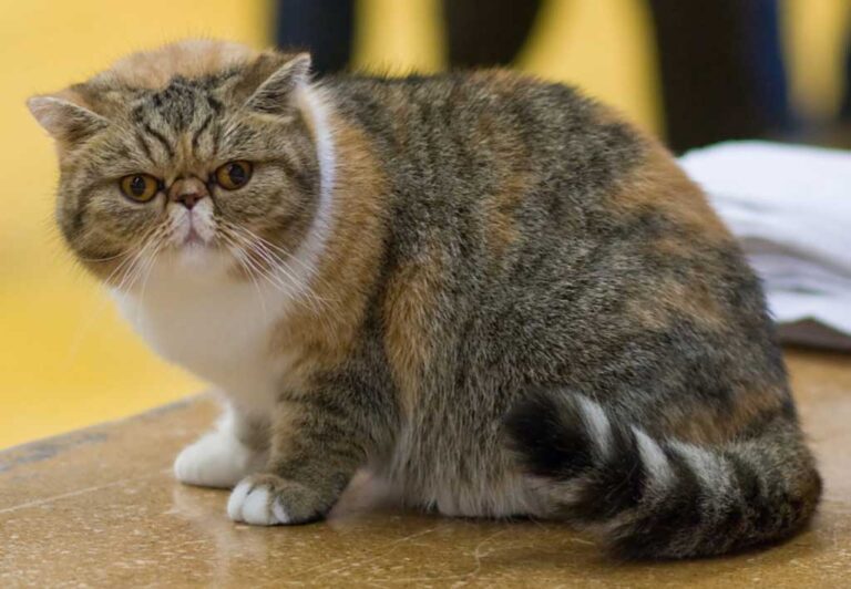 Gato Exótico - Características y carácter - Razas de gatos