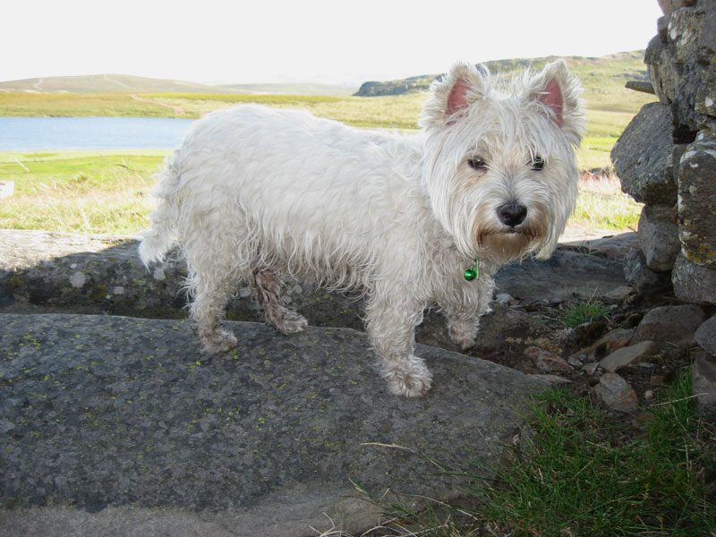 West Highland White Terrier - Hunderassen |Haustiere