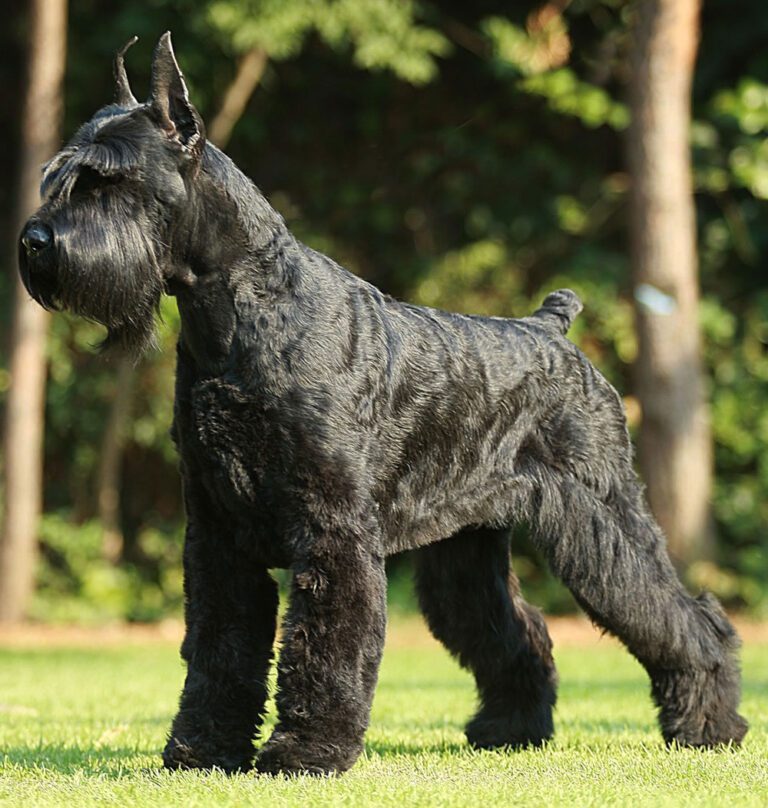 Giant Schnauzer - Pinscher and Schnauzer - German dogs.