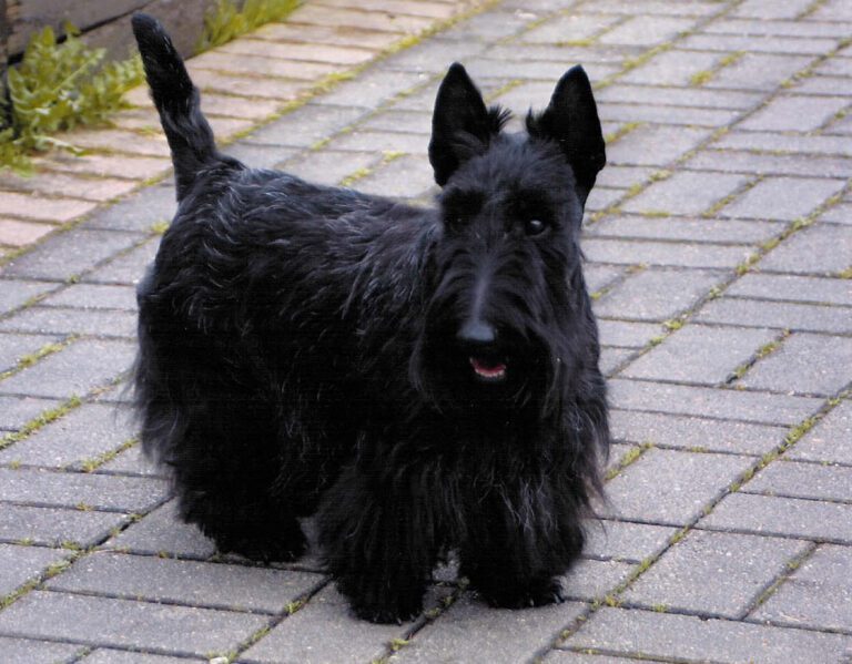 Scottish Terrier - Small sized Terriers - Great Britain