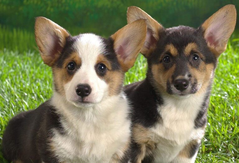Corgi Galés de Pembroke - Características y carácter - Razas de perros