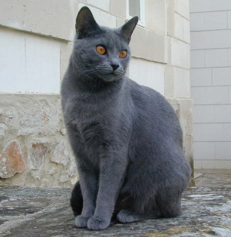 Chartreux cat - Characteristics and character - Cat breeds