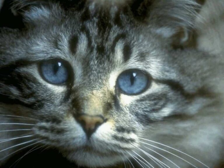 Ojos Azules cat - Characteristics and character - Cat breeds