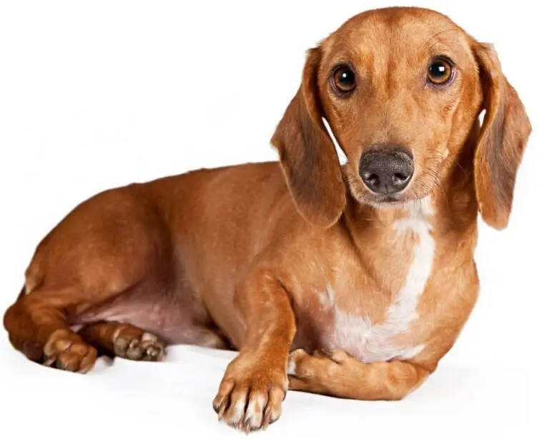 Teckel - Tipo Dachshund - Razas de perros de Alemania