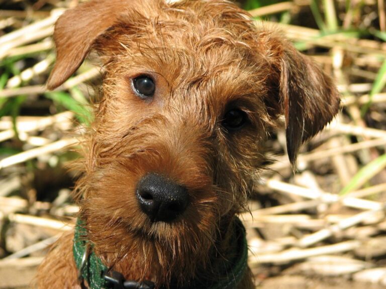 Irish Terrier - Large and medium sized Terriers - Ireland