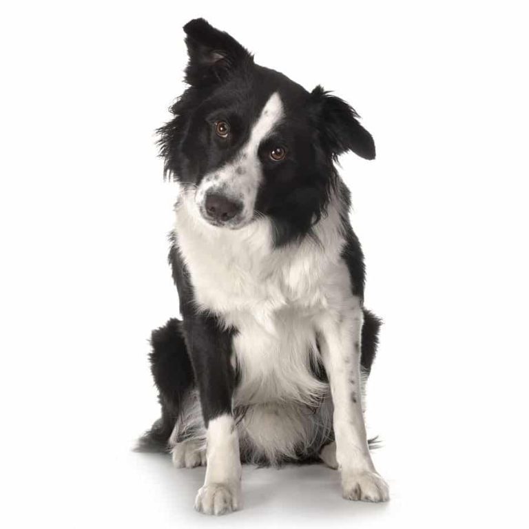 Border Collie - Características y carácter - Razas de perros