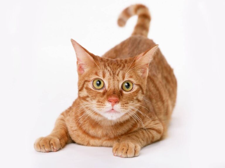 Munchkin cat - Characteristics and character - Cat breeds