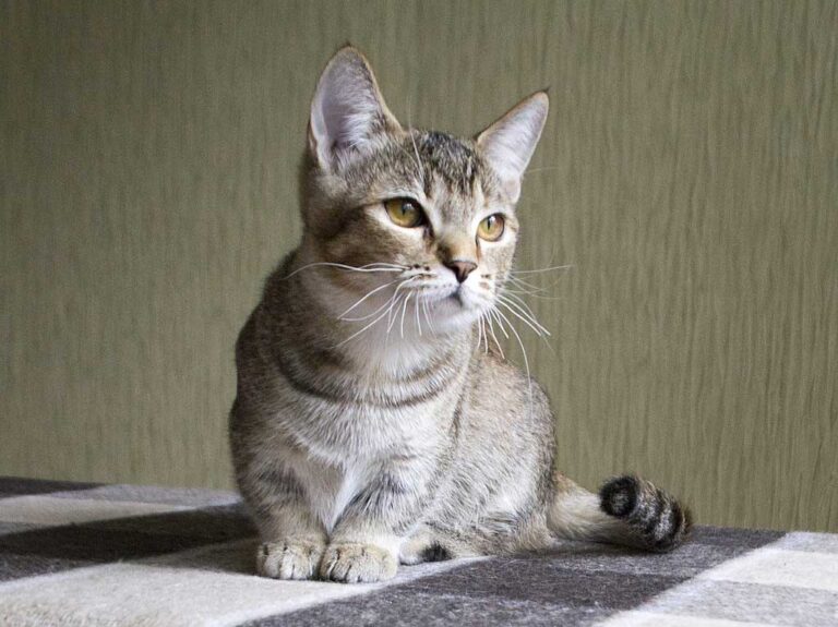 Munchkin-Katze - Eigenschaften und Charakter - Rassen von Katzen