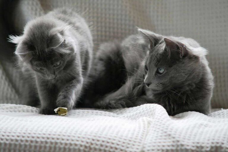 Nebelung cat - Characteristics and character - Cat breeds