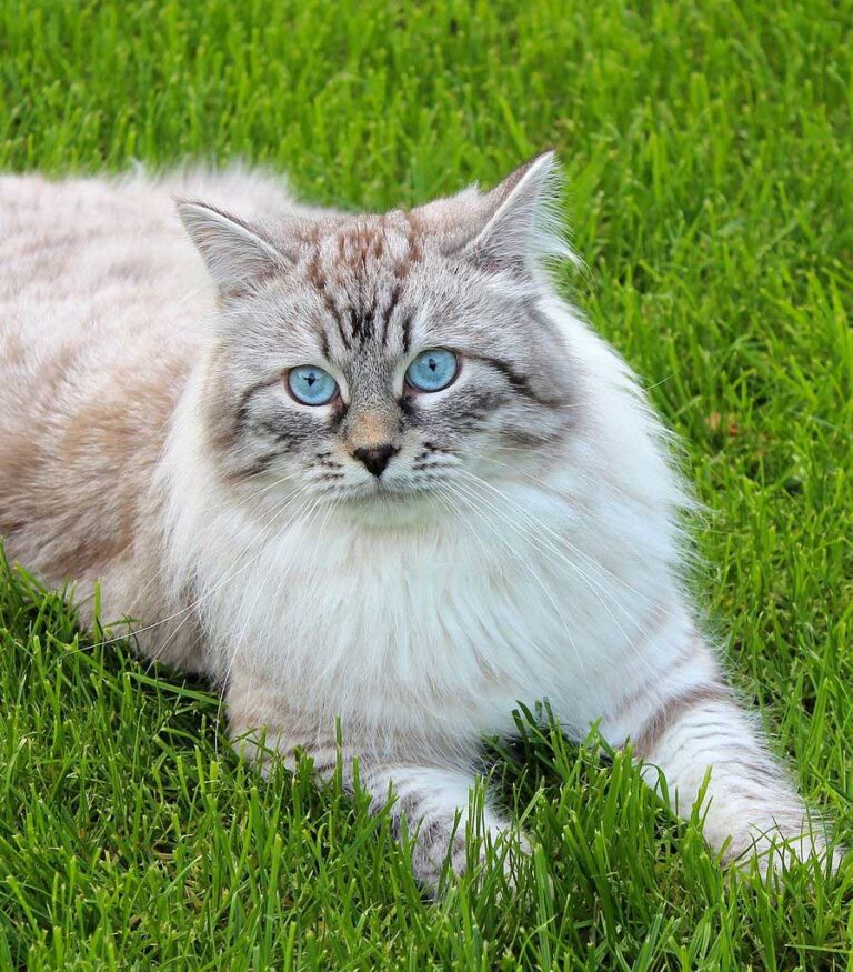 Neva Masquerade - Characteristics and character - Cat breeds