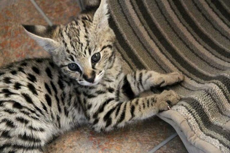 Gato Savannah - Características y carácter - Razas de gatos