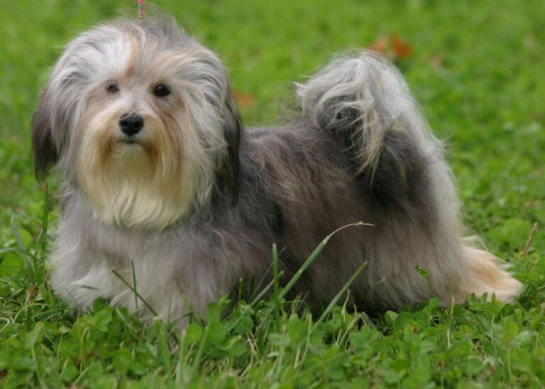 Types of Bichon - dog breeds (Bichons and related breeds)
