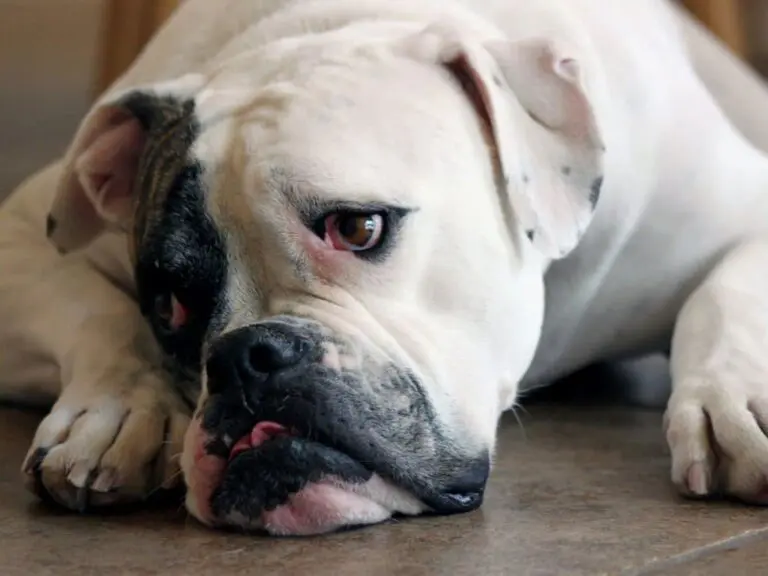 Bulldog Americano - Características y carácter - Razas de perros