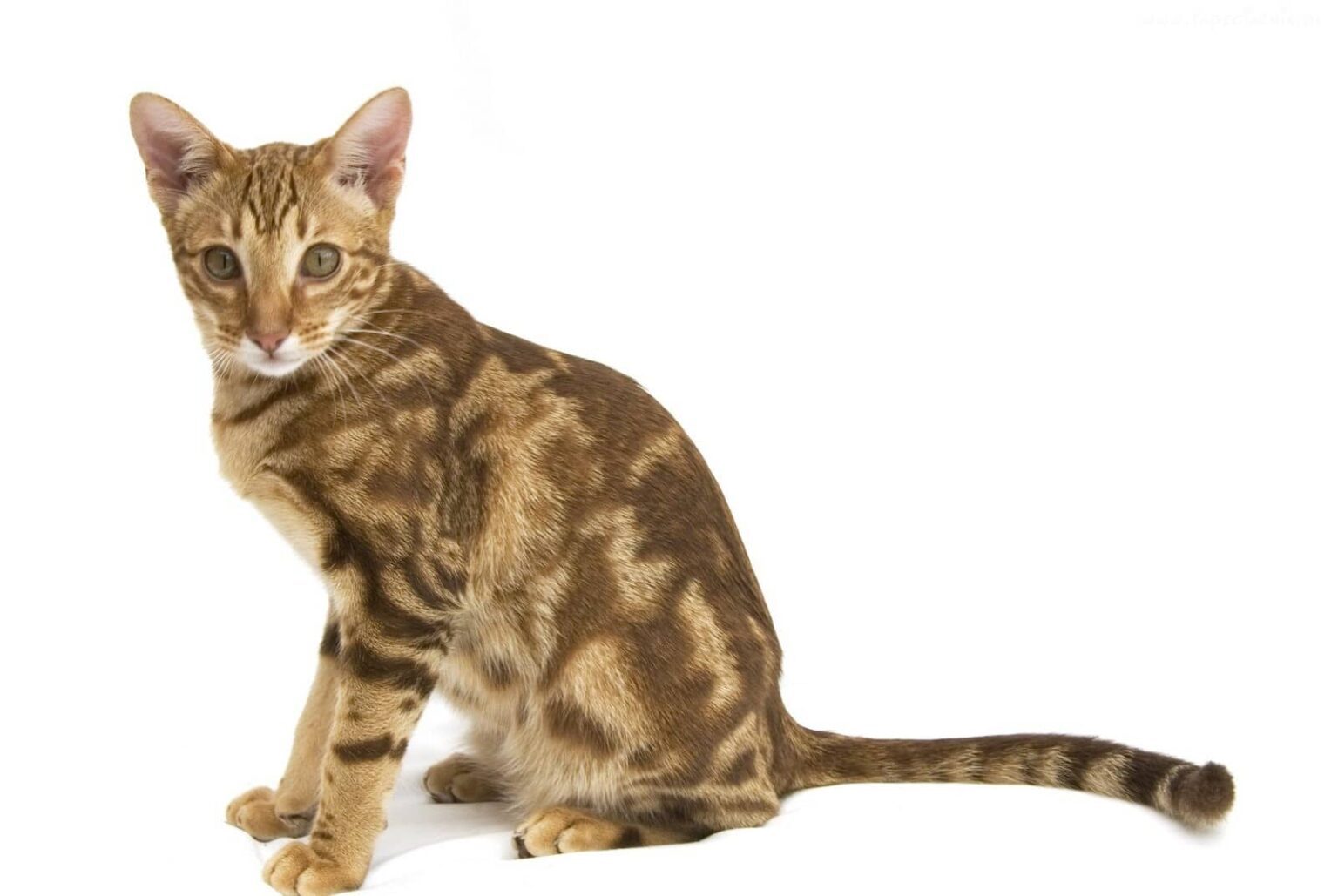 Pets - Cat breeds