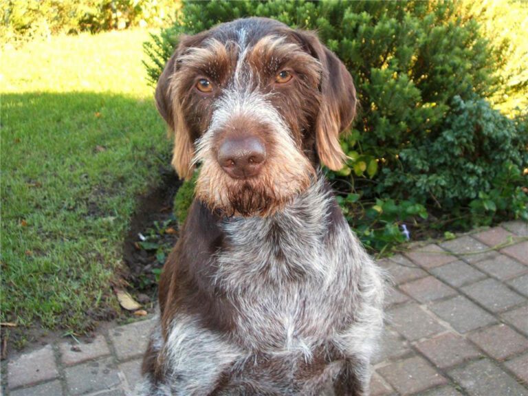 German Wirehaired Pointer - Characteristics and character