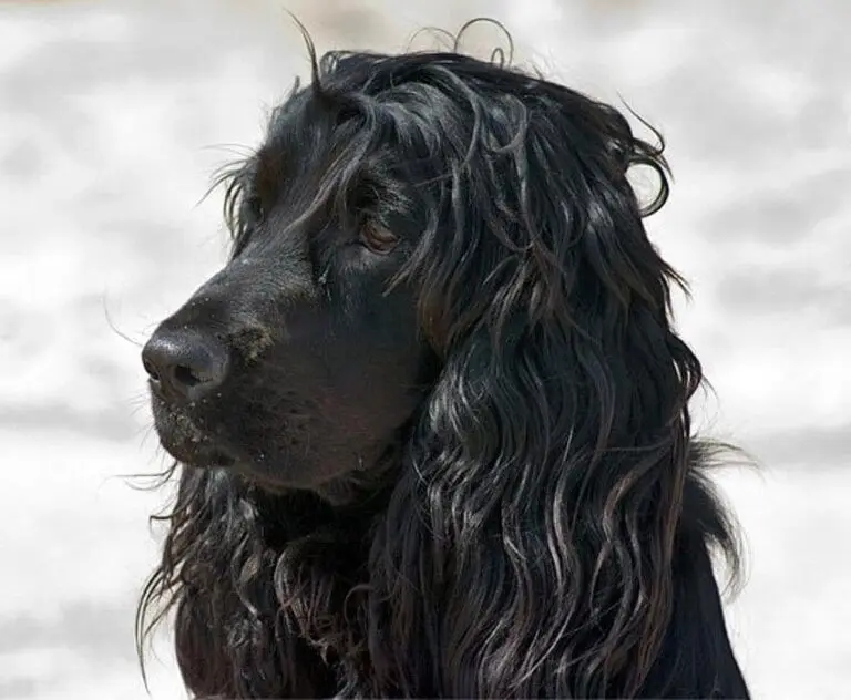 English Cocker Spaniel - Dogs breeds