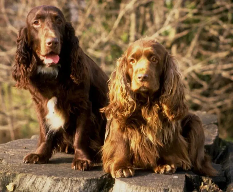 Field Spaniel - Characteristics and character - Dogs breeds