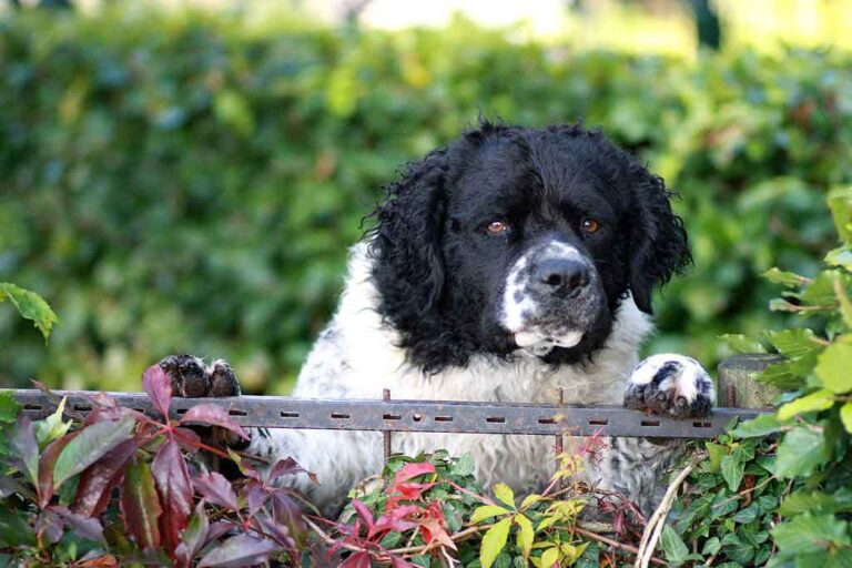 Perro de agua frisón - Características y carácter - Razas de perros