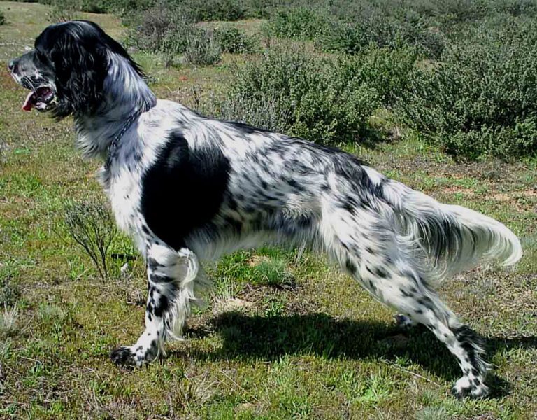 English Setter -- Characteristics and character - Dogs breeds