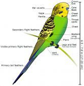 Periquito Común (Melopsittacus undulatus) - Aves exóticas