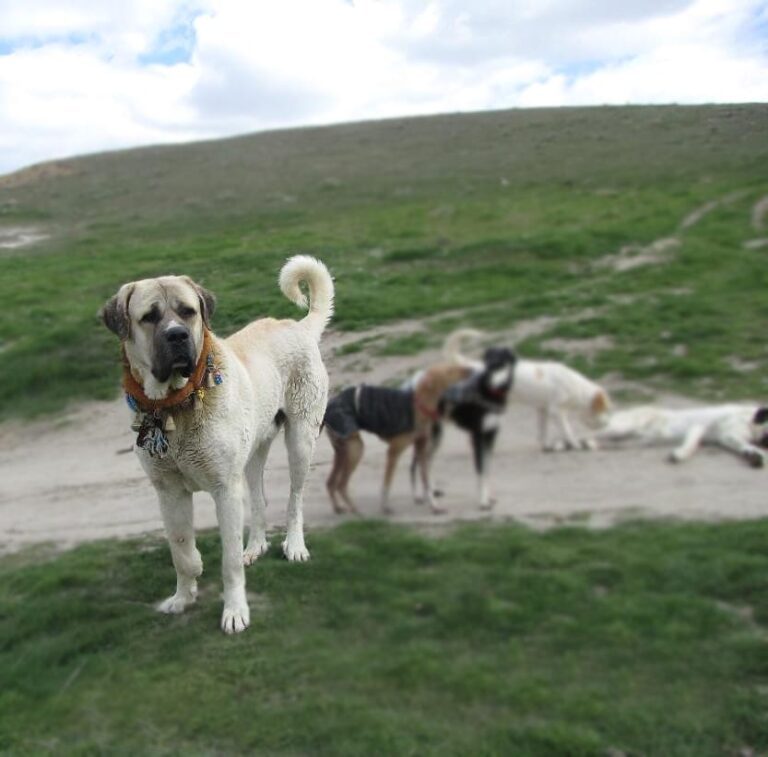 Aksaray Malaklisi - dog breeds