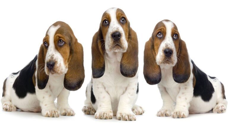 Criadores de Basset Hound en España