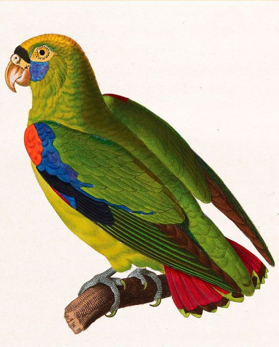 Scarlet-shouldered Parrotlet (Touit huetii) - Exotic birds